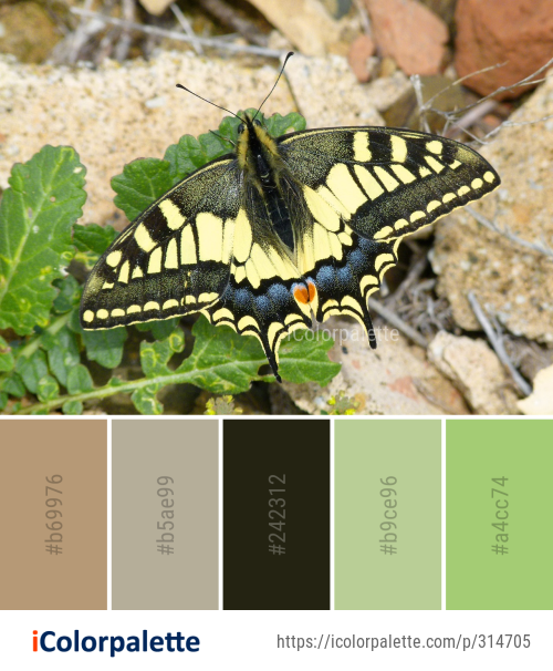 Color Palette Ideas from Butterfly Moths And Butterflies Insect Image ...