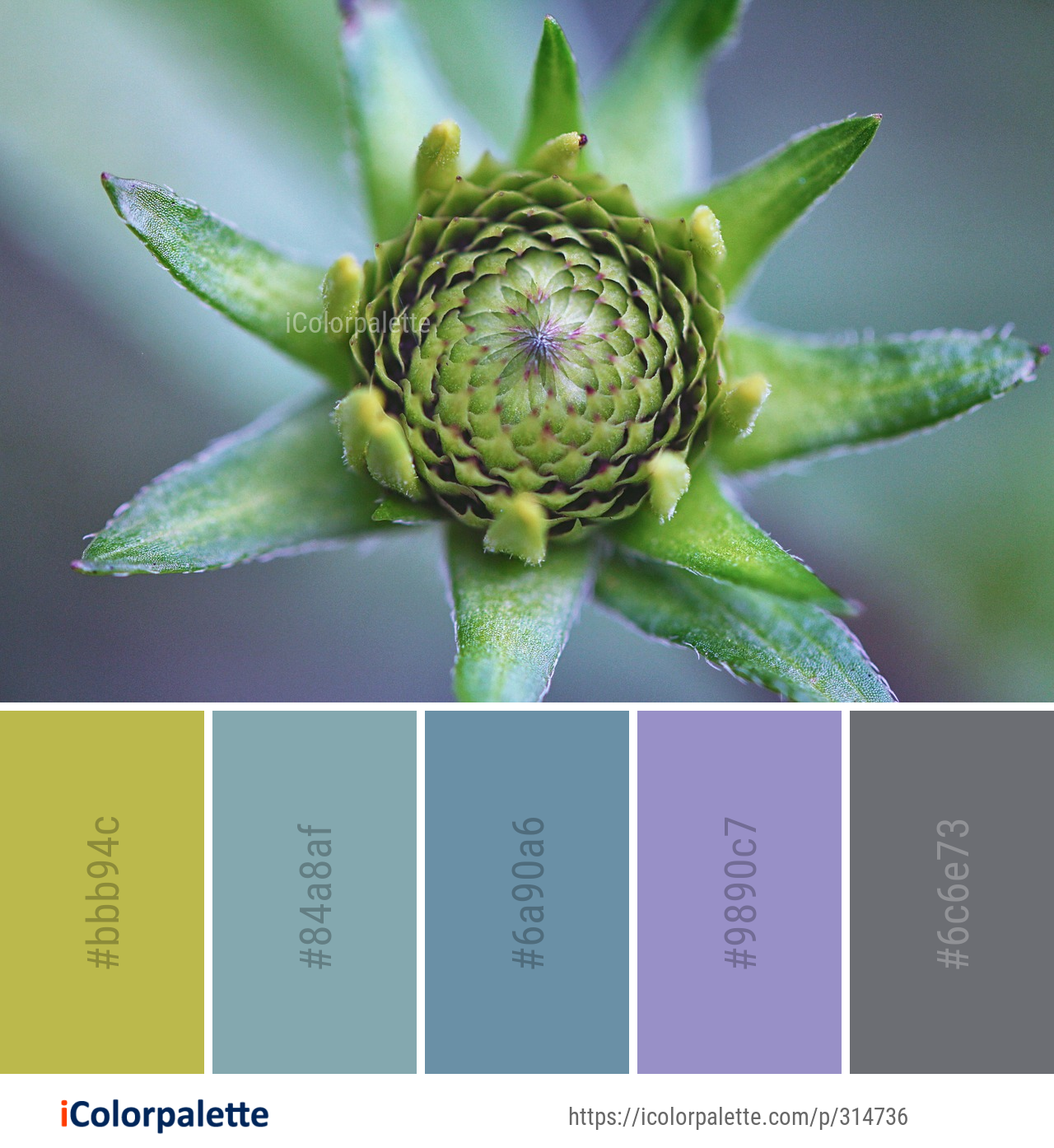 Color Palette Ideas from Plant Flora Close Up Image | iColorpalette