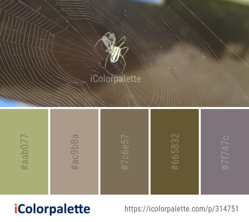 32+ Spider Color Palette ideas in 2025 | iColorPalette