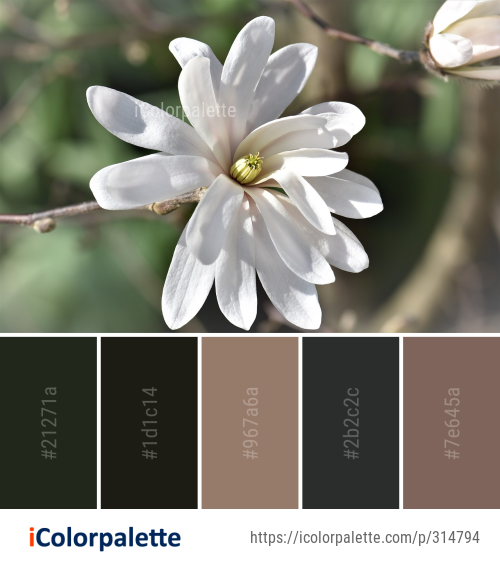 Color Palette Ideas from Flower Plant White Image | iColorpalette
