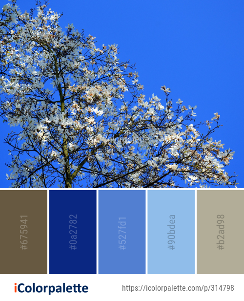 Color Palette Ideas from Sky Blue Tree Image | iColorpalette