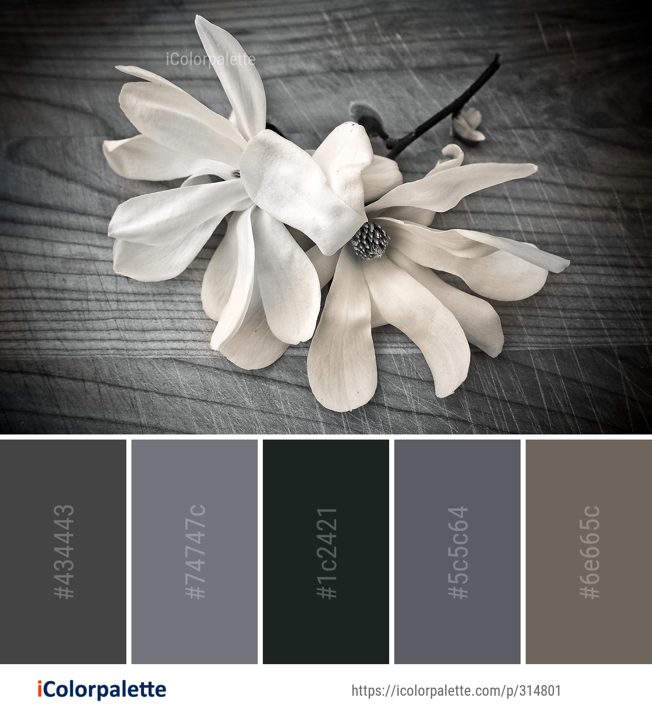 727+ White Color Palette ideas in 2025 | iColorPalette