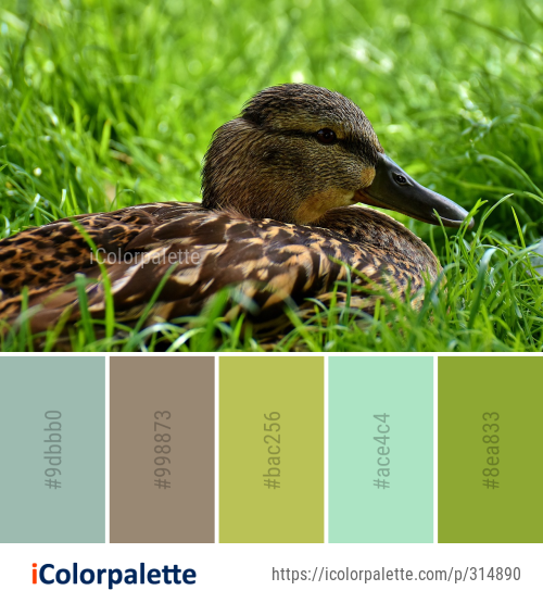 Color Palette Ideas from Bird Duck Mallard Image | iColorpalette