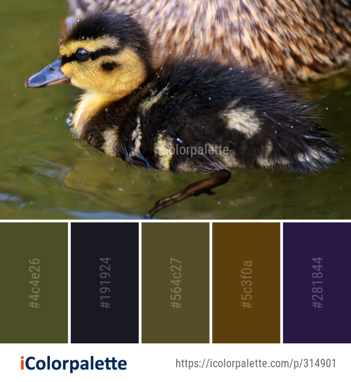 523+ Duck Color Palette ideas in 2025 | iColorPalette