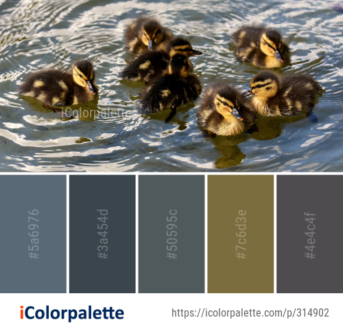 Color Palette Ideas from Duck Bird Mallard Image | iColorpalette
