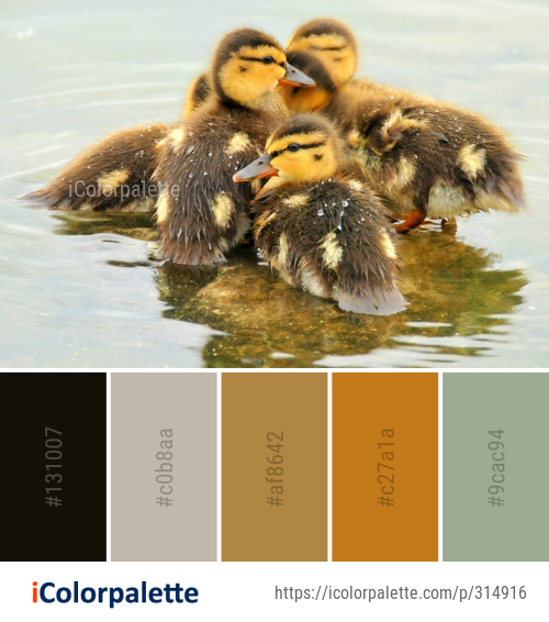 Color Palette Ideas from Duck Bird Ducks Geese And Swans Image ...