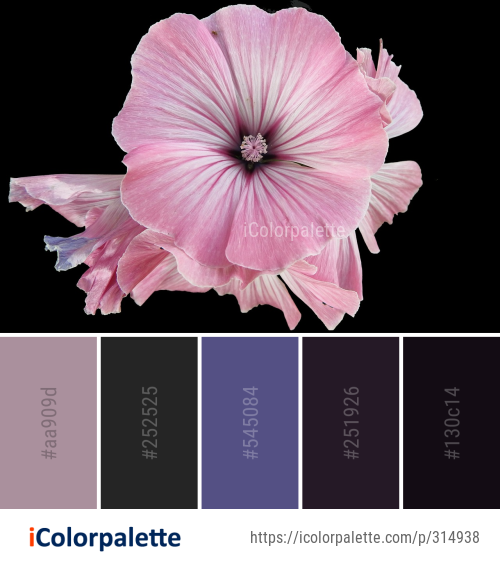 25 Malva Color Palette ideas in 2025 | iColorpalette