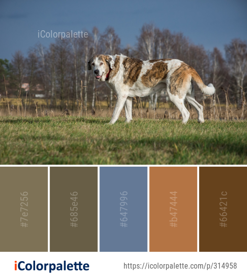 252+ Dog Color Palette ideas in 2025 | iColorPalette