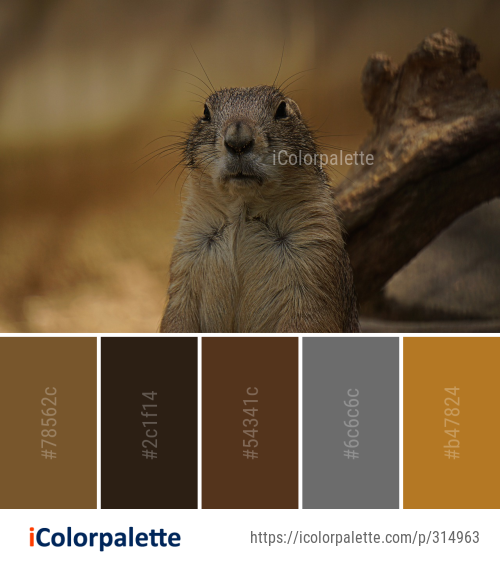 Color Palette Ideas from Mammal Fauna Prairie Dog Image | iColorpalette