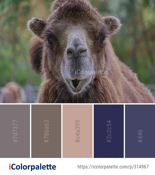 Color Palette Ideas from Terrestrial Animal Fauna Camel Like Mammal ...