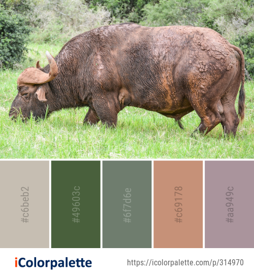 Color Palette Ideas from Terrestrial Animal Wildlife Cattle Like Mammal ...