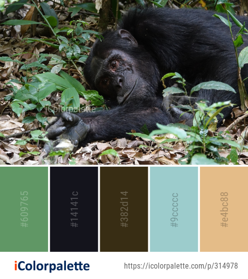 Color Palette Ideas from Great Ape Mammal Fauna Image | iColorpalette