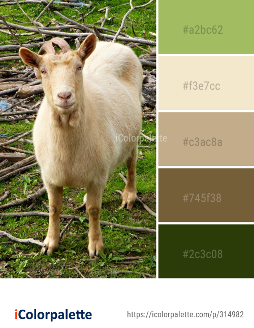 Color Palette Ideas from Goats Goat Fauna Image | iColorpalette
