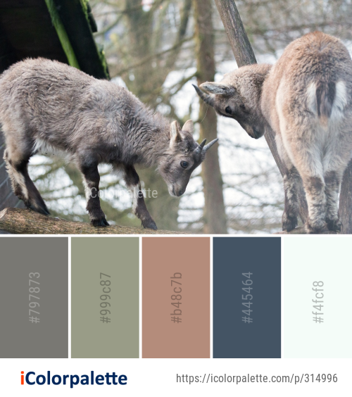 Color Palette Ideas from Wolf Wildlife Nature Image | iColorpalette