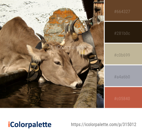 ox color code