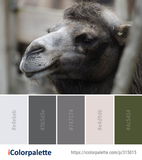 10+ Camel Color Palette ideas in 2025 | iColorPalette