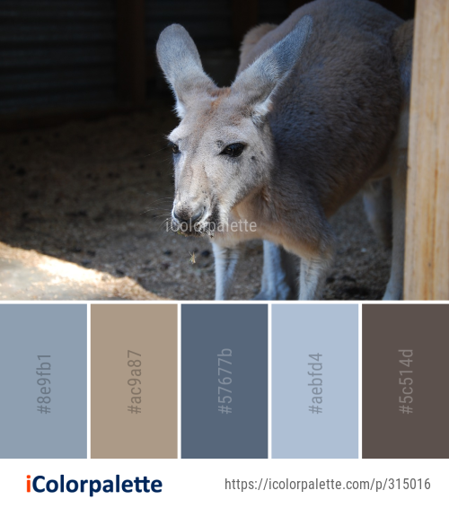 Color Palette Ideas from Kangaroo Macropodidae Fauna Image | iColorpalette