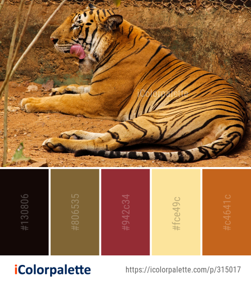 Color Palette Ideas from Tiger Wildlife Mammal Image | iColorpalette