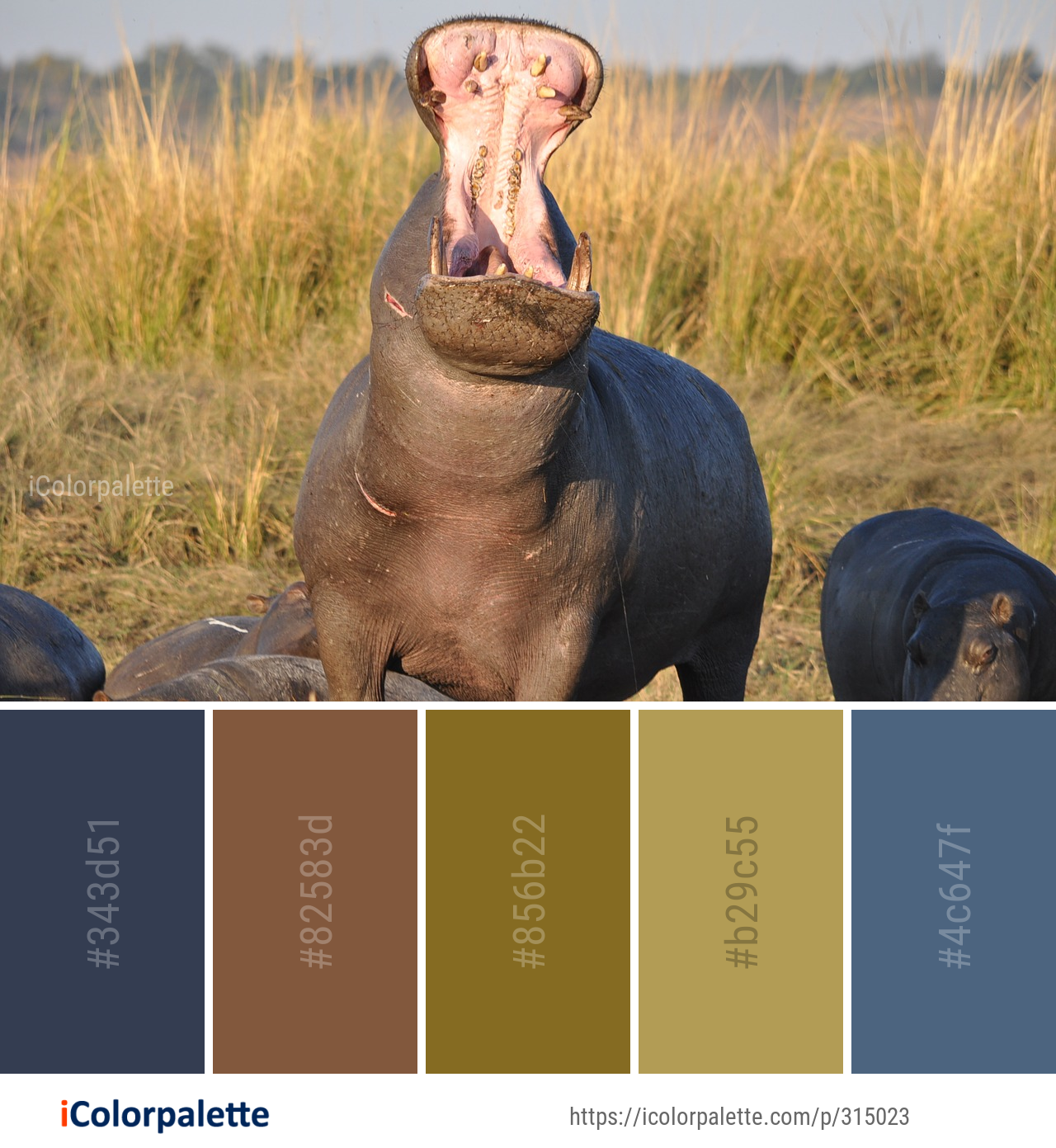 Color Palette Ideas from Mammal Fauna Hippopotamus Image | iColorpalette