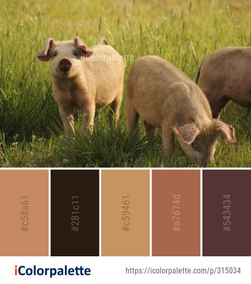 Color Palette Ideas from Pig Like Mammal Domestic Image | iColorpalette