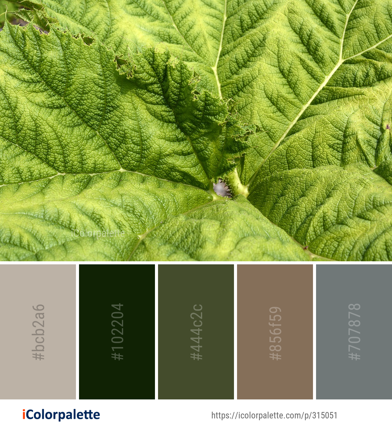 Color Palette Ideas from Green Vegetation Leaf Image | iColorpalette