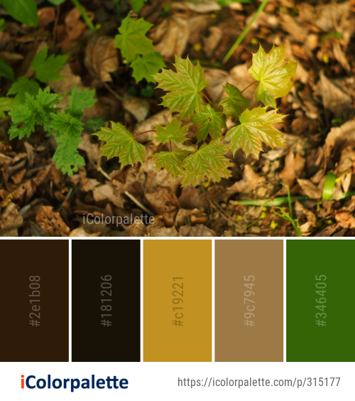 Color Palette Ideas from Leaf Flora Vegetation Image | iColorpalette