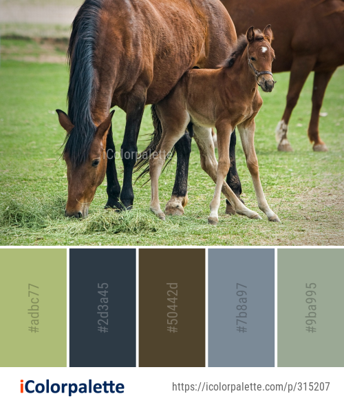 Color Palette Ideas from Horse Fauna Like Mammal Image | iColorPalette