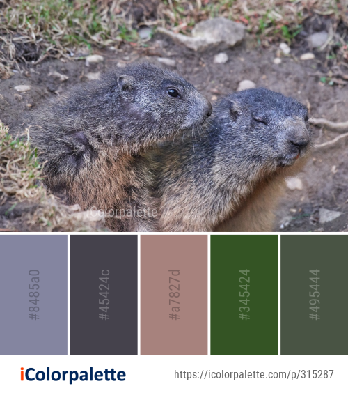 33+ Marmot Color Palette ideas in 2026 | iColorPalette