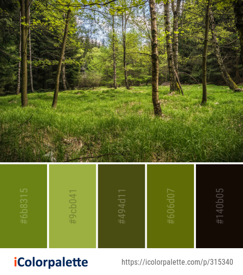 Color Palette Ideas from Ecosystem Vegetation Woodland Image ...