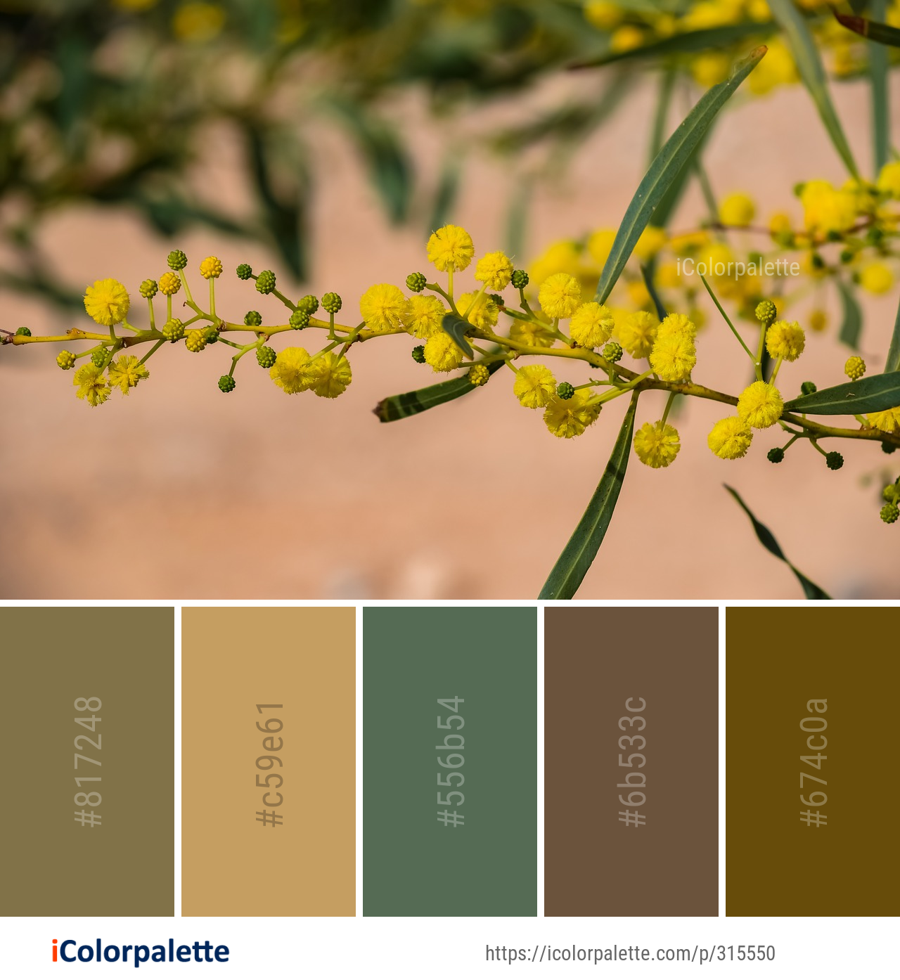 Color Palette Ideas from Yellow Flora Spring Image | iColorpalette