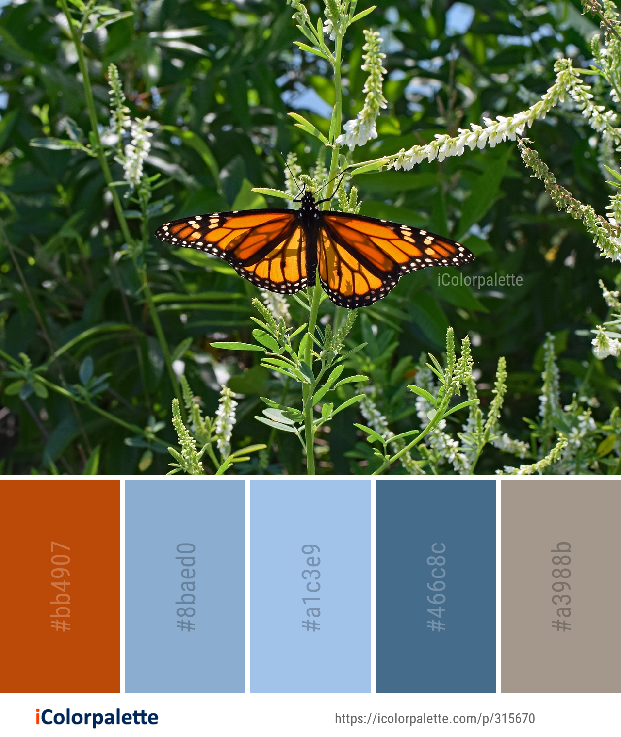 Color Palette Ideas from Butterfly Moths And Butterflies Monarch Image ...
