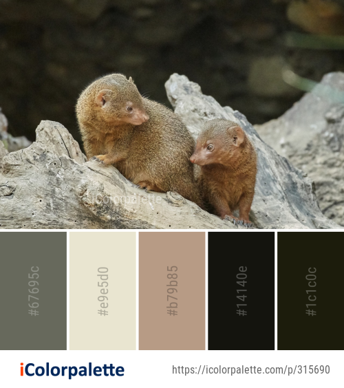 Color Palette Ideas from Fauna Mammal Terrestrial Animal Image ...