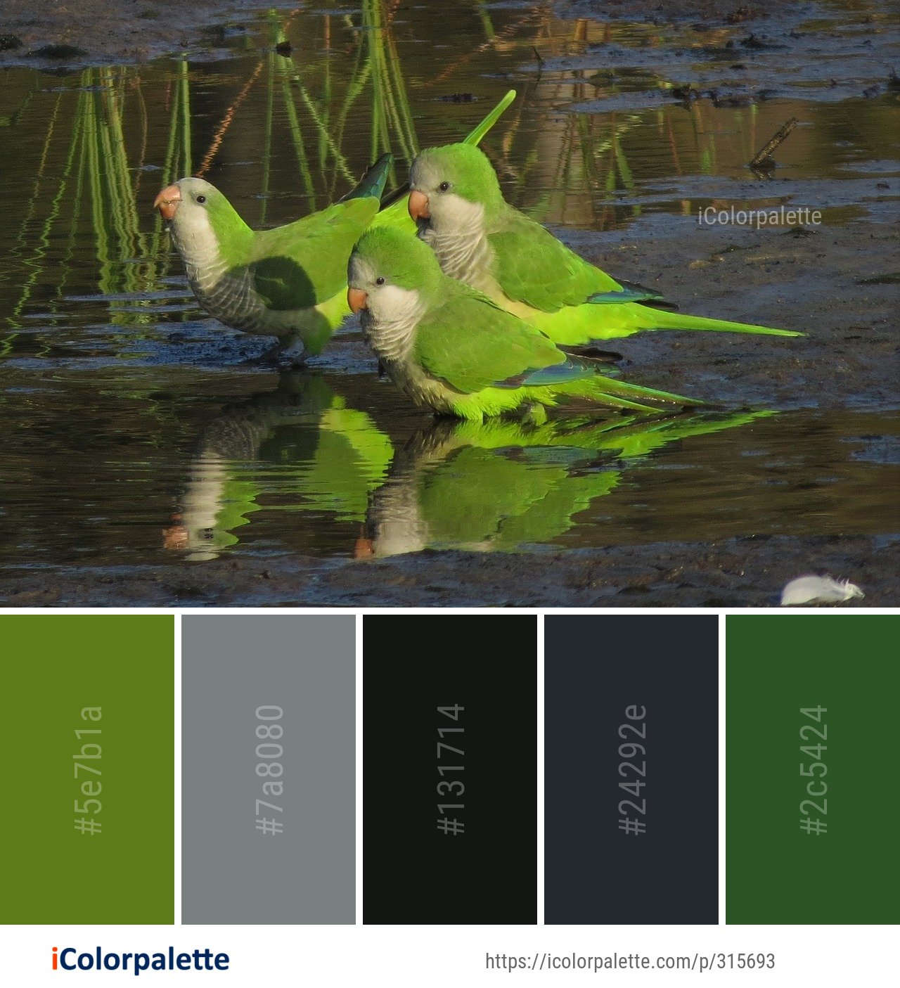 Color Palette Ideas from Bird Fauna Parrot Image | iColorpalette