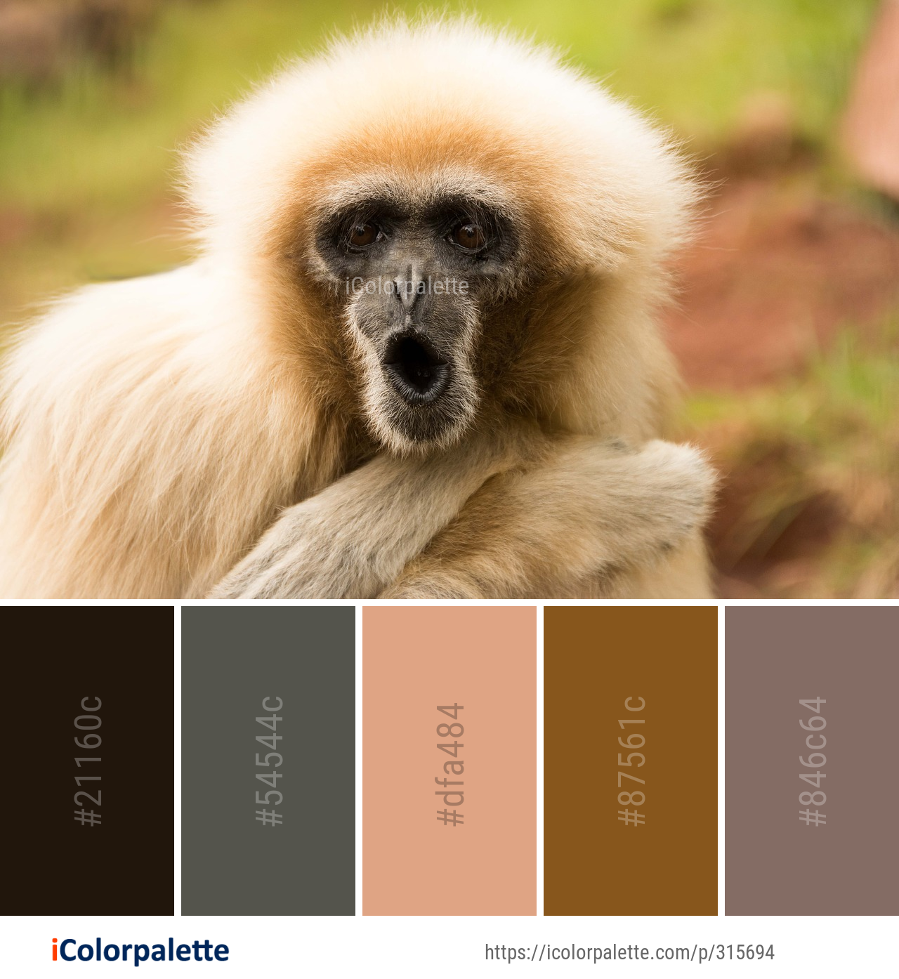 Color Palette Ideas from Fauna Mammal Primate Image | iColorpalette