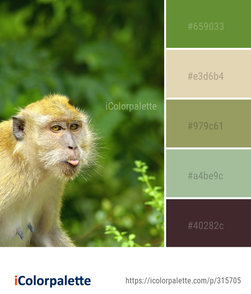 Color Palette Ideas from Wildlife Fauna Macaque Image | iColorpalette