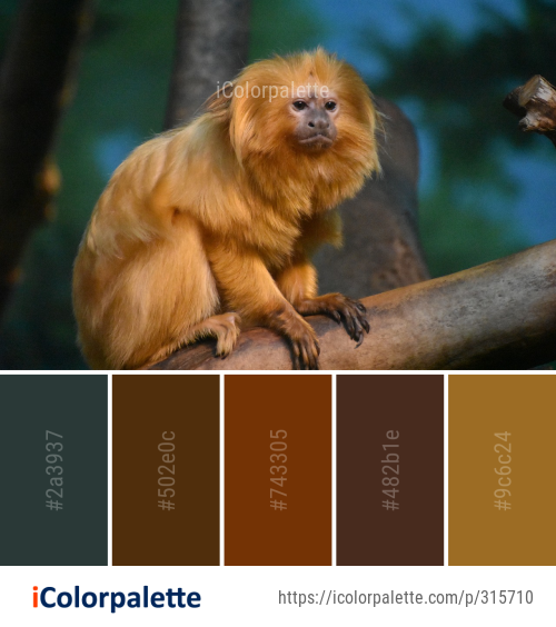 Color Palette Ideas from Fauna Mammal New World Monkey Image ...