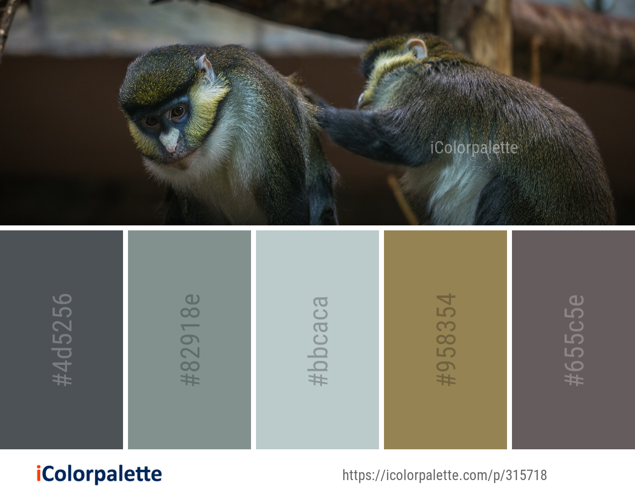 Color Palette Ideas from Fauna Mammal Wildlife Image | iColorpalette