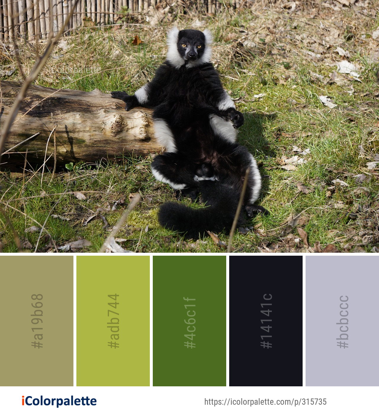 1 Skunk Color Palette ideas in 2024 | iColorpalette