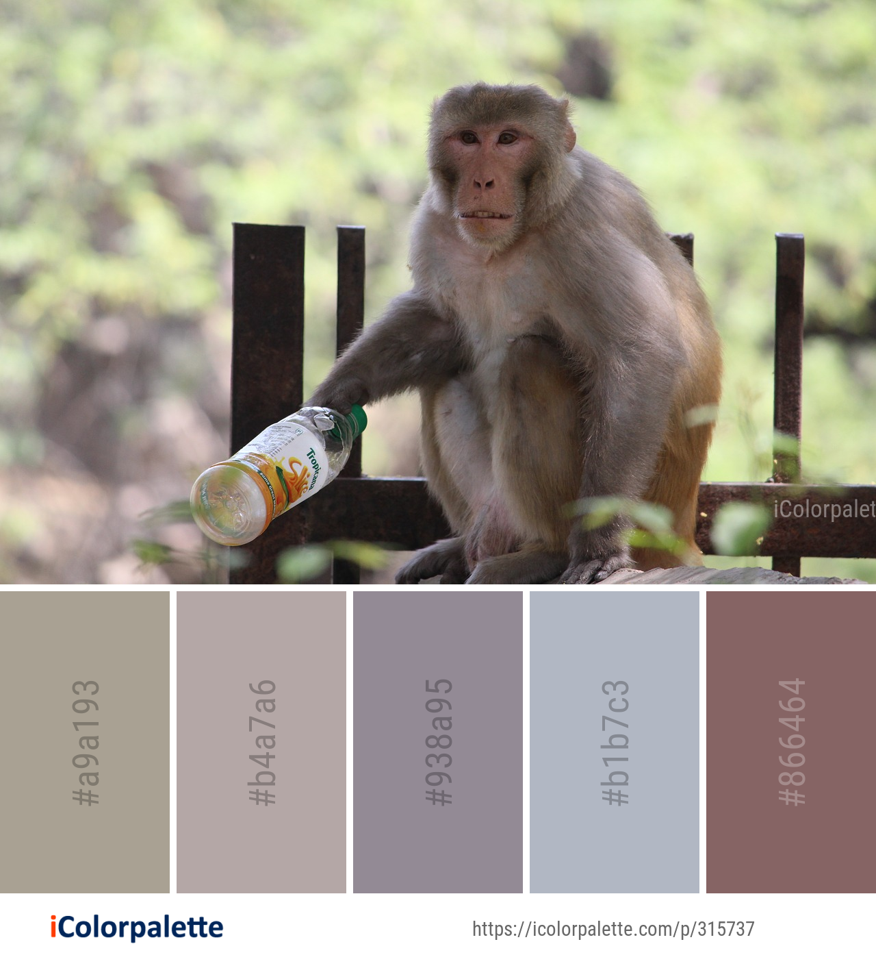 Color Palette Ideas from Macaque Fauna Mammal Image | iColorpalette