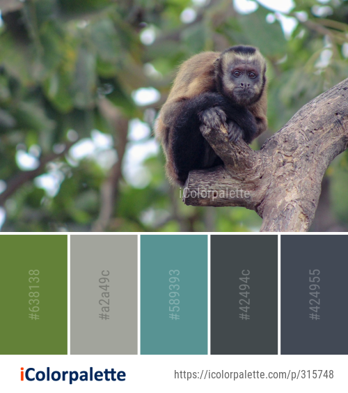 5 Capuchin Monkey Color Palette ideas in 2025 | iColorpalette