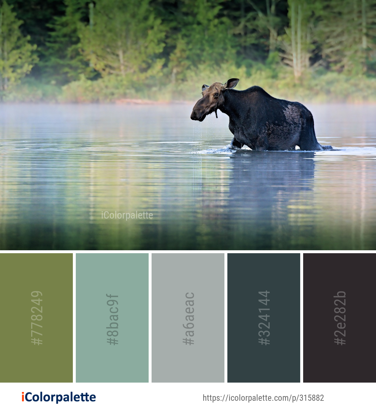 11 Moose Color Palette ideas in 2025 | iColorpalette