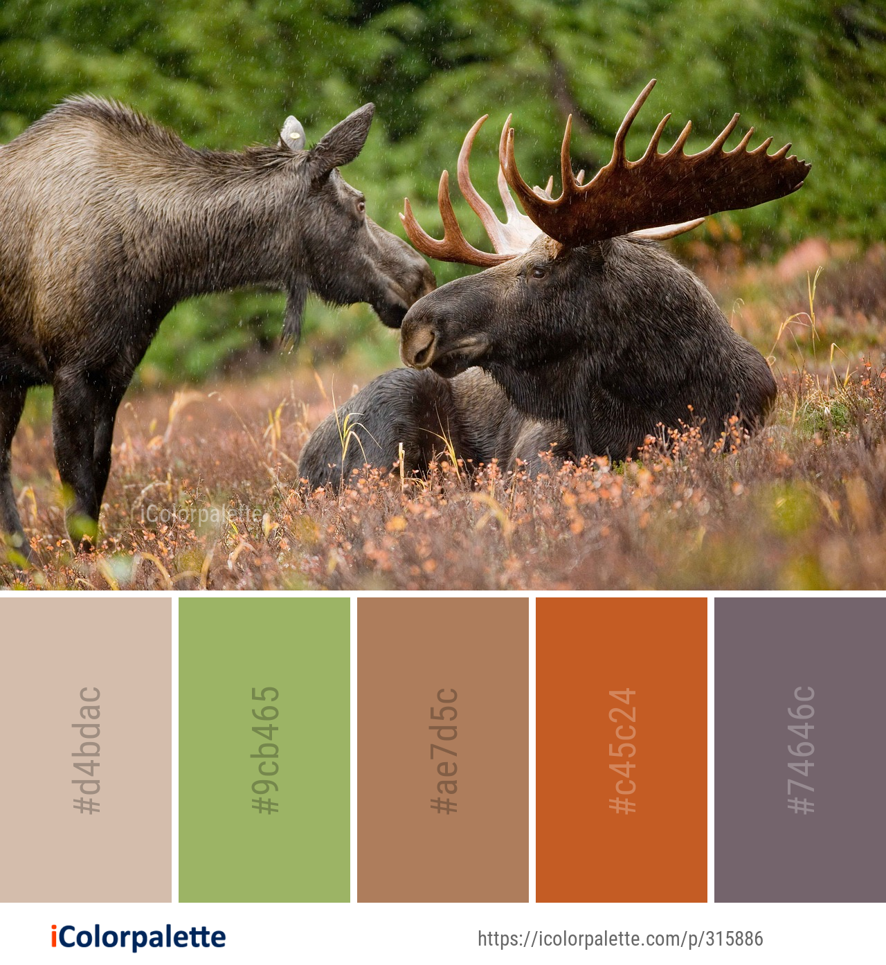 Color Palette Ideas from Wildlife Fauna Wilderness Image | iColorpalette