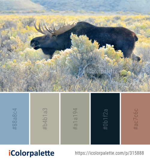 Color Palette Ideas from Wildlife Ecosystem Wilderness Image ...