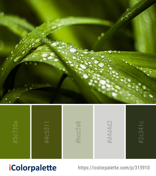 Color Palette Ideas from Water Dew Leaf Image | iColorpalette