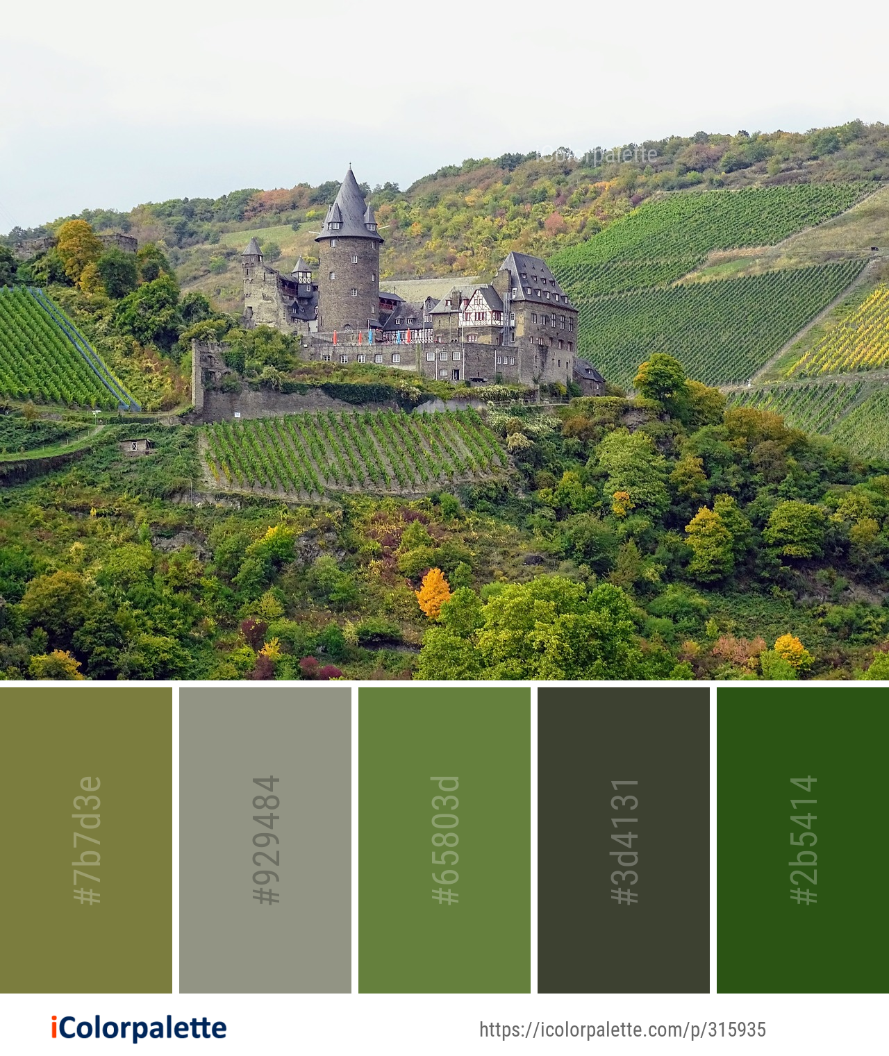 Color Palette Ideas from Highland Agriculture Vineyard Image ...