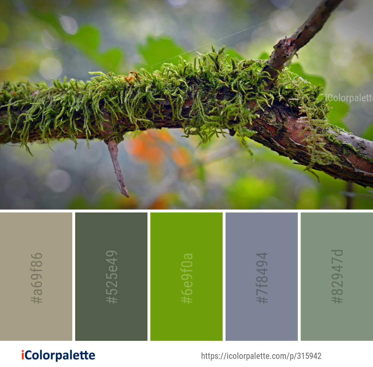 69+ Moss Color Palette ideas in 2025 | iColorPalette