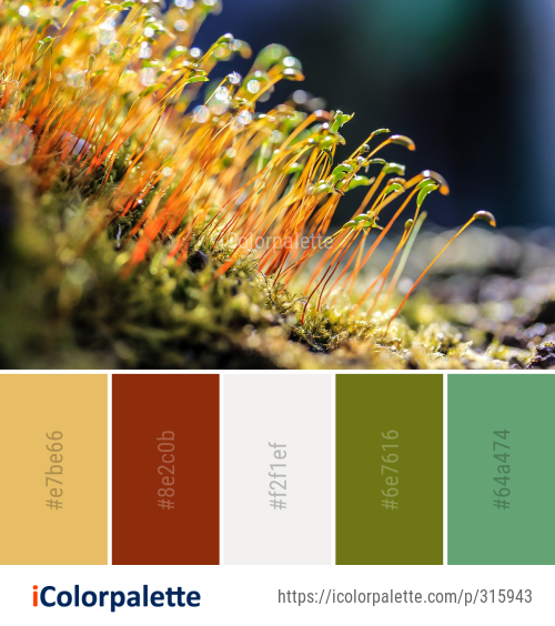 69+ Moss Color Palette ideas in 2025 | iColorPalette