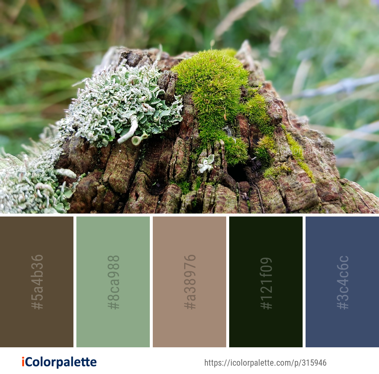 Color Palette Ideas from Vegetation Plant Flora Image | iColorpalette