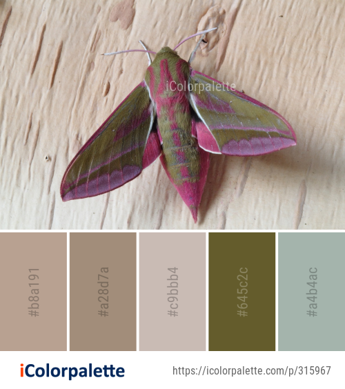 Color Palette Ideas from Moths And Butterflies Moth Insect Image ...