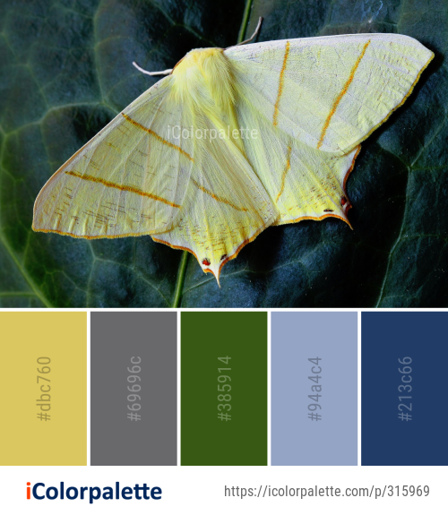 Color Palette Ideas from Moth Moths And Butterflies Insect Image ...